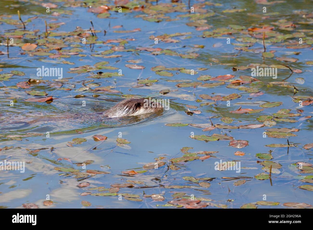 Eurasian Otter (Lutra lutra) in natural habitat Stock Photo - Alamy
