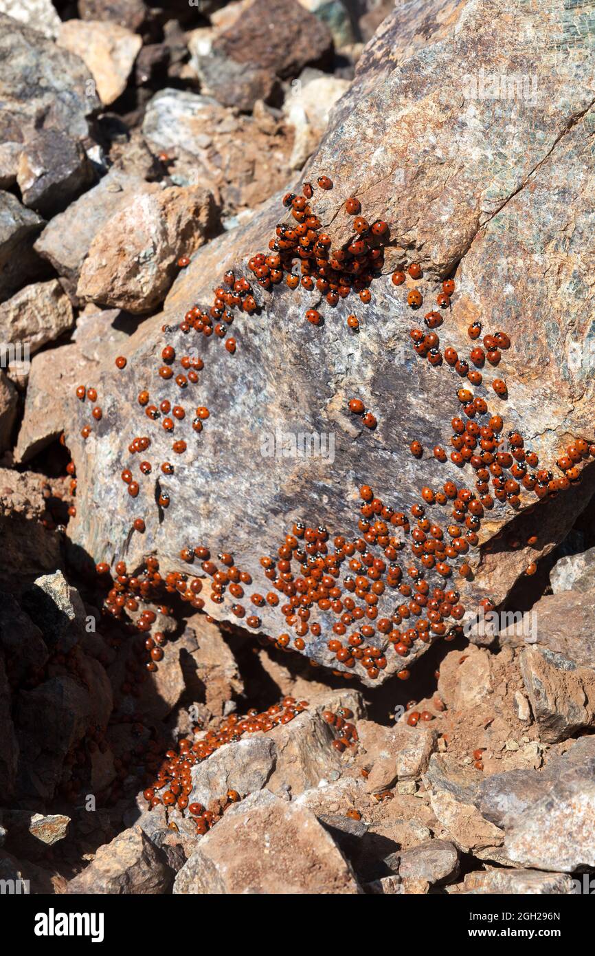 Ladybirds In Group High Resolution Stock Photography and Images - Alamy