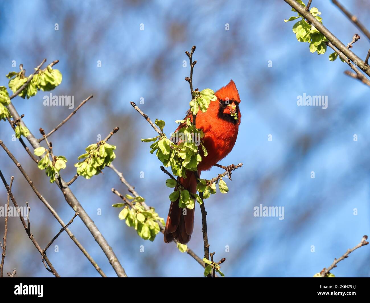 Bird on Tree Branch: A male Northern Cardinal bird is eating budding ...