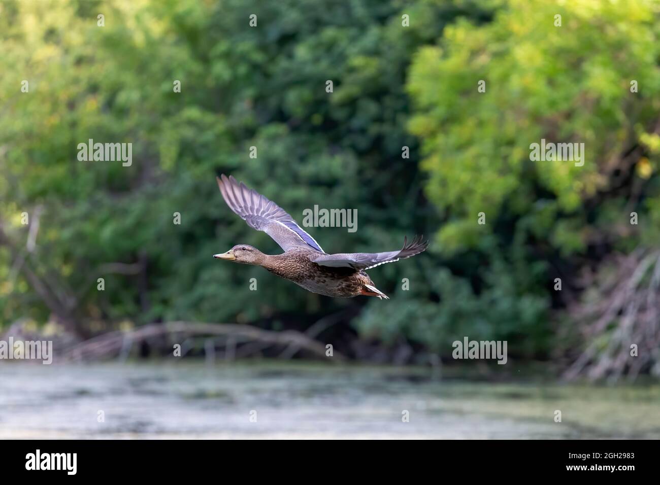 Mallard ducks in flight over lake. Genus species Anas platyrhynchos ...