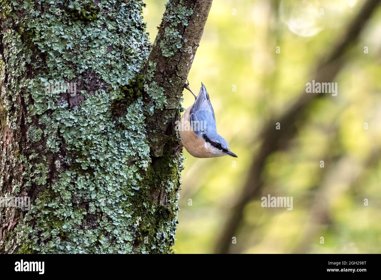 Clinging at tree hi-res stock photography and images - Alamy