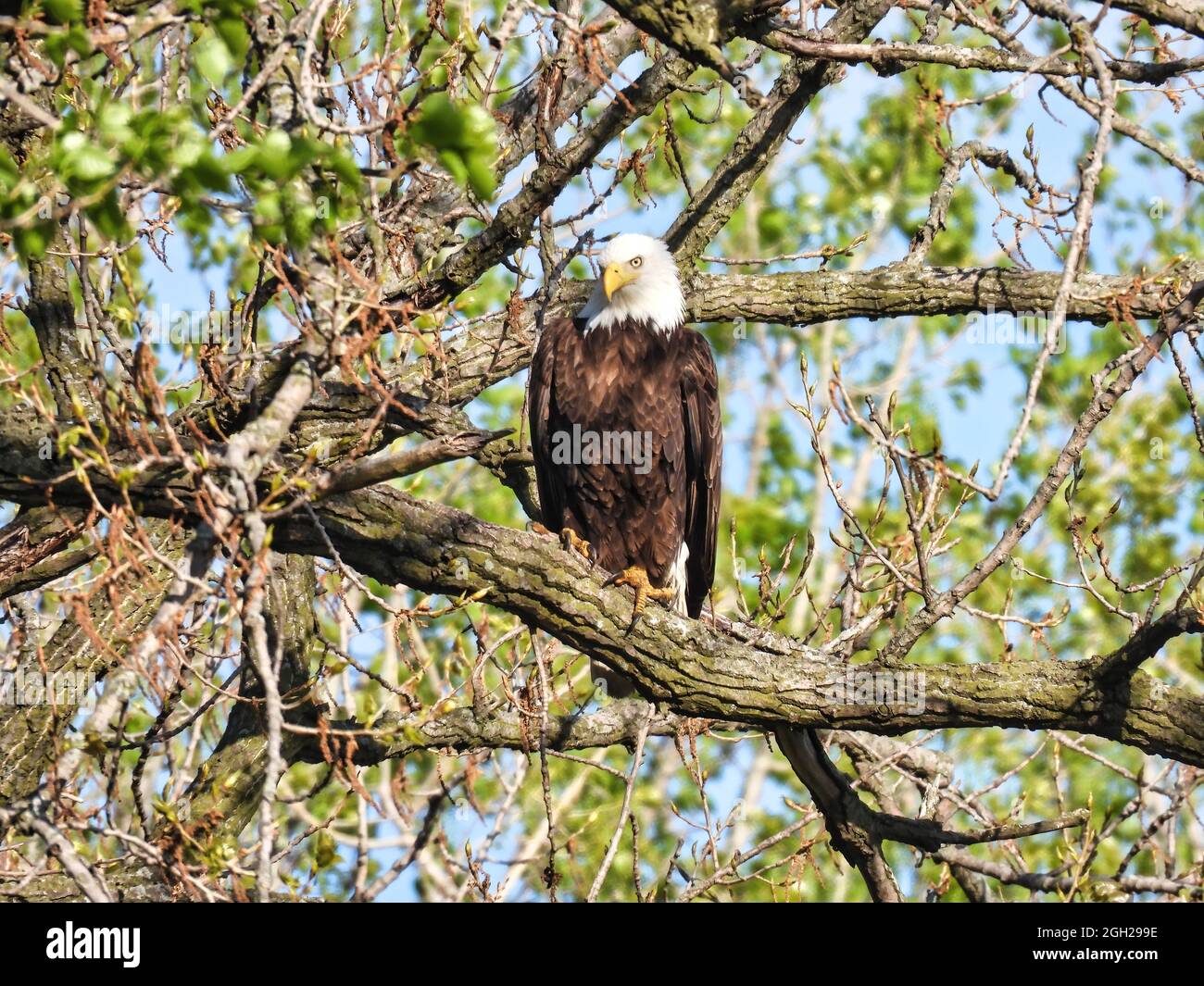 Eagle Perched on Tree Limb: A bald eagle bird of prey is perched on a ...