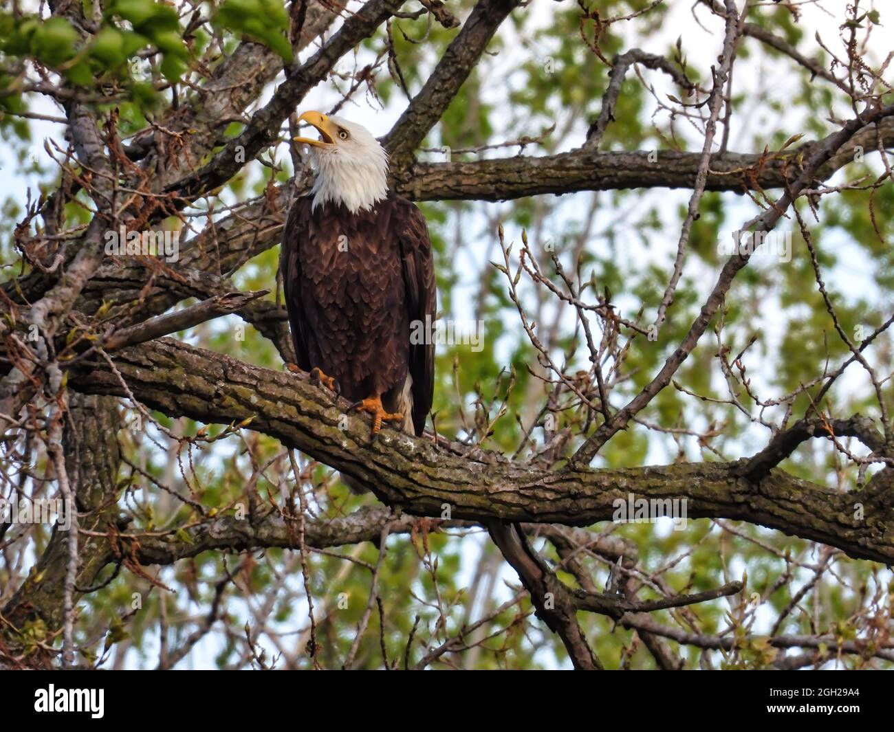 Bald Eagle Bird Calls for Mate: A bald eagle raptor perched on a large ...