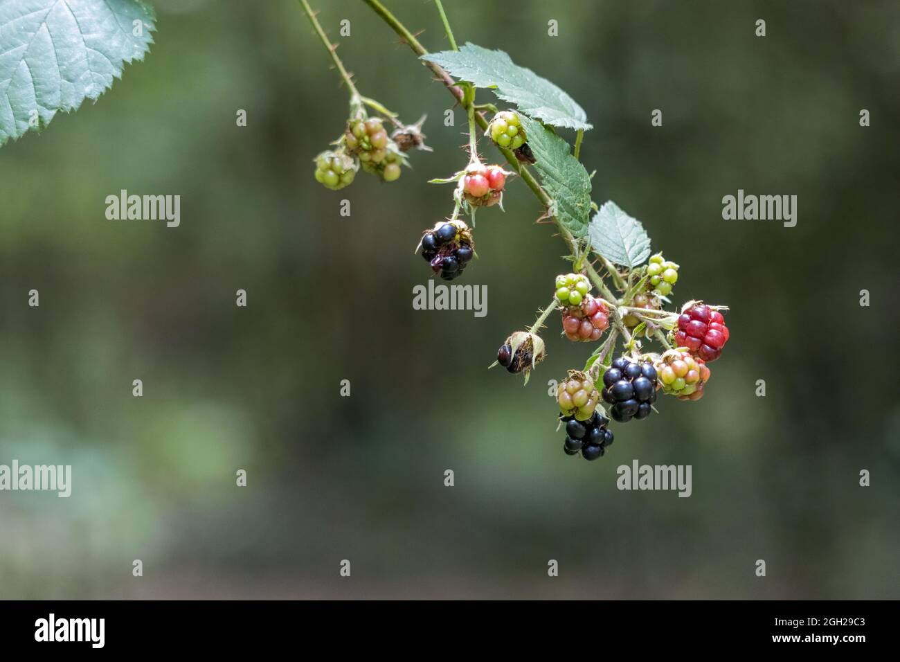 Wild Blackberries at various stages of ripening Stock Photo - Alamy