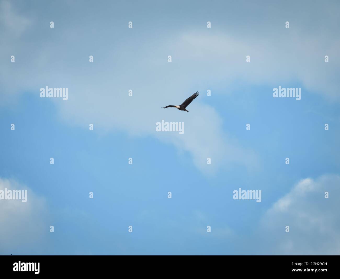 White Eagle Bird Flying