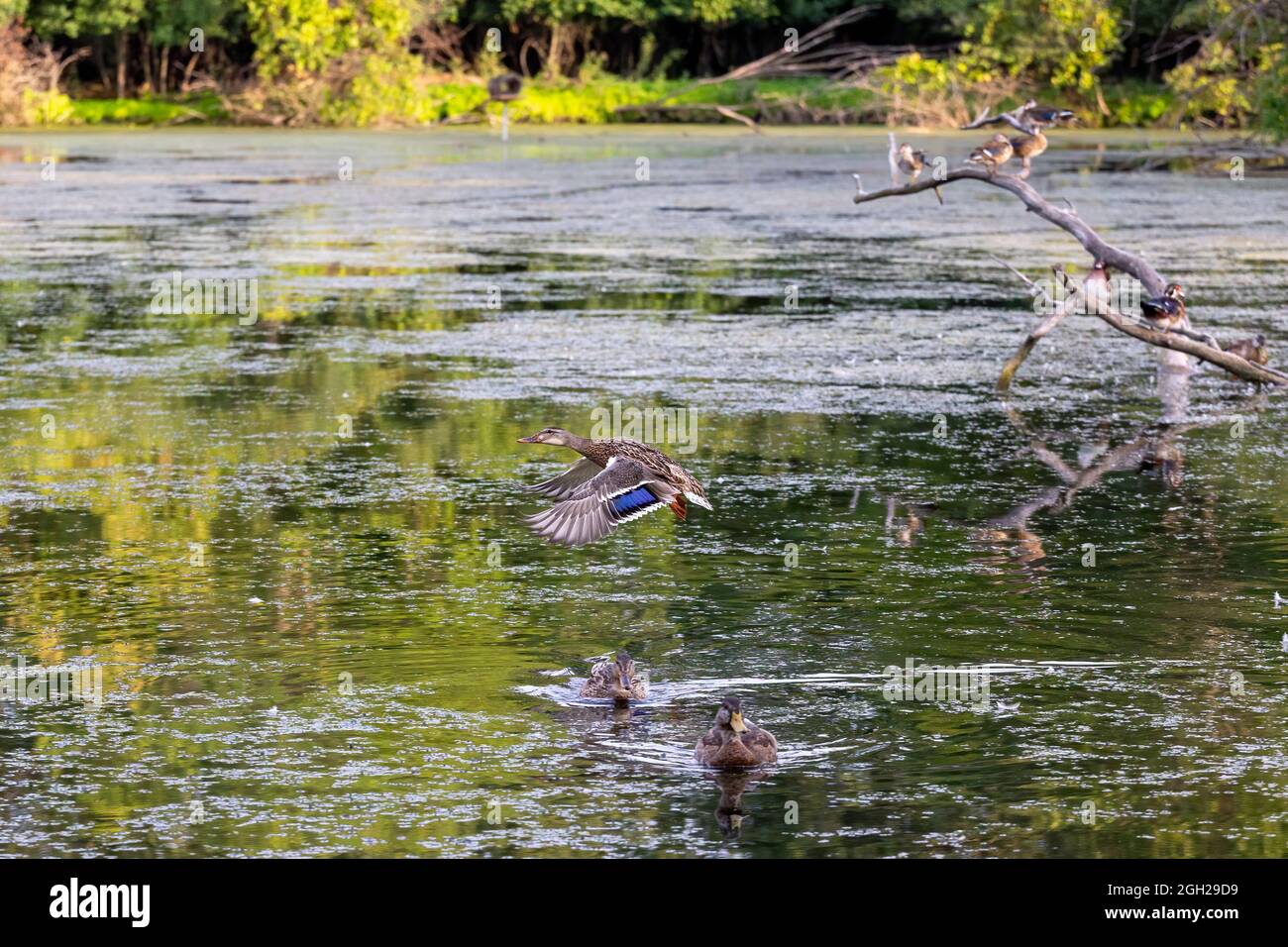 Mallard ducks in flight over lake. Genus species Anas platyrhynchos ...
