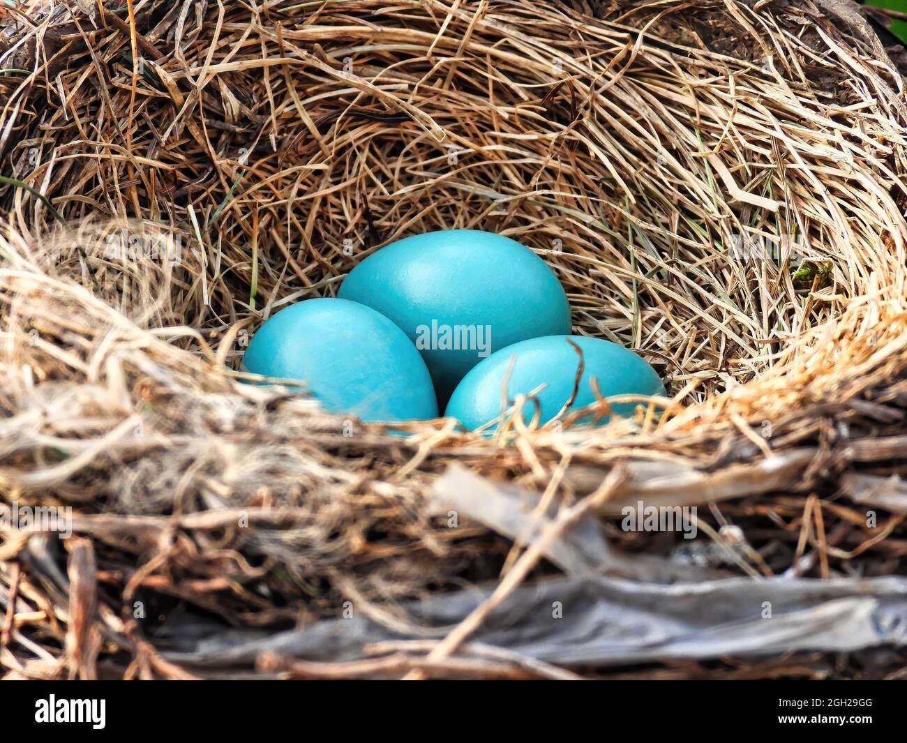Robin s Eggs In Nest Three Blue American Robin Bird Eggs Nestled Into Robin s Eggs In Nest Three Blue American Robin Bird Eggs Nestled Into