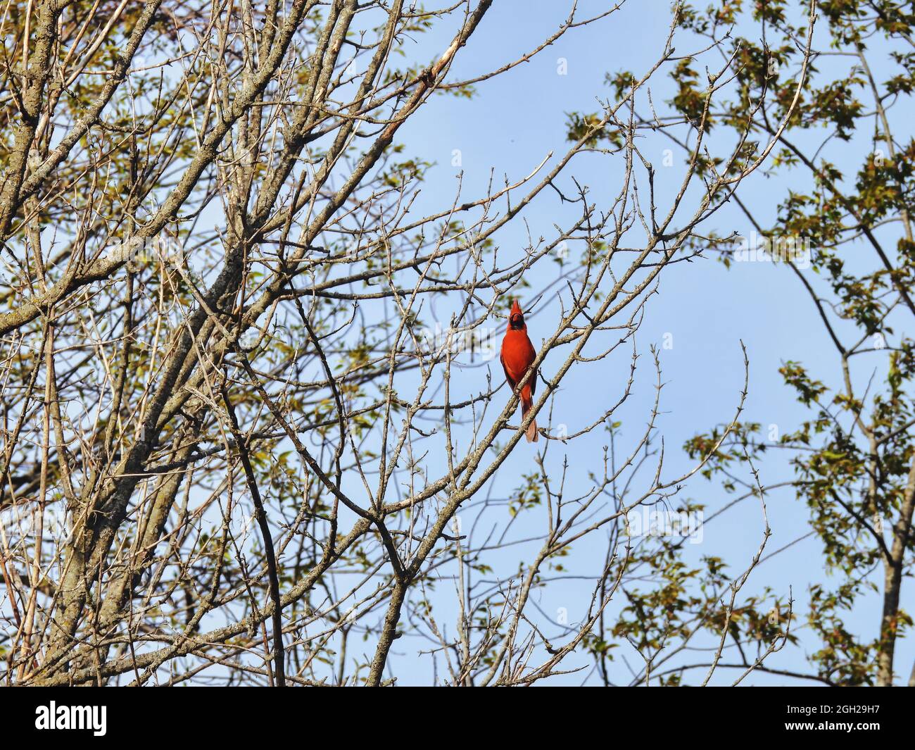 Red Cardinal Bird on a Branch: A male Northern Cardinal bird perched on ...