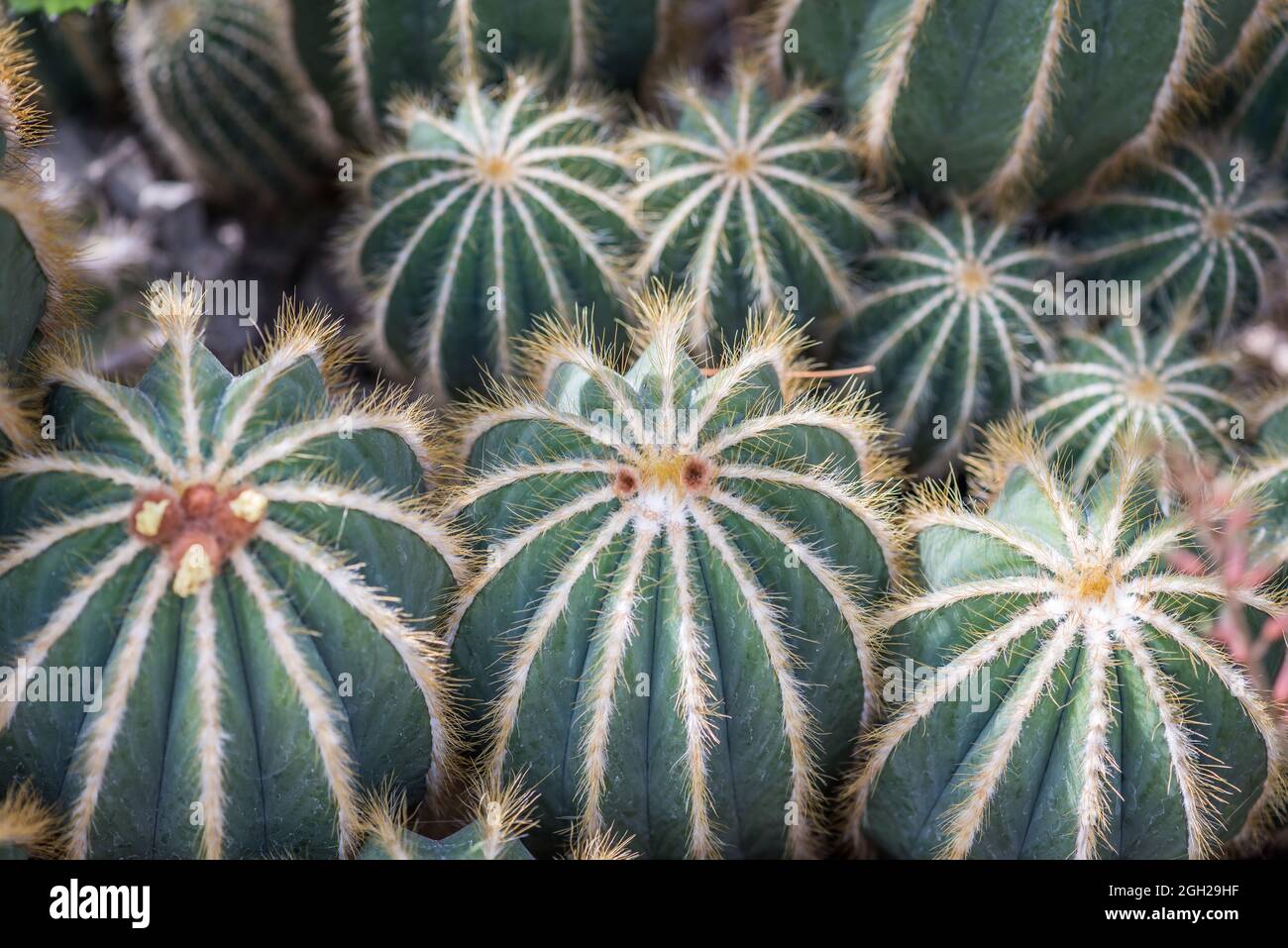 Blue barrel cactus hi-res stock photography and images - Alamy