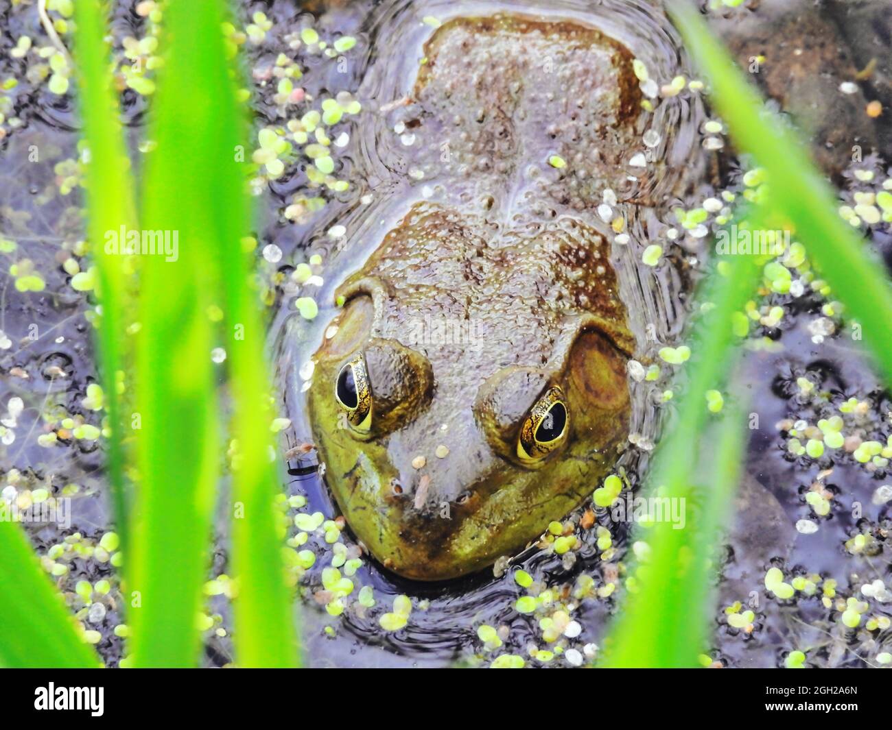Bullfrog in Pond: A young bullfrog wades in pond hiding between grass ...