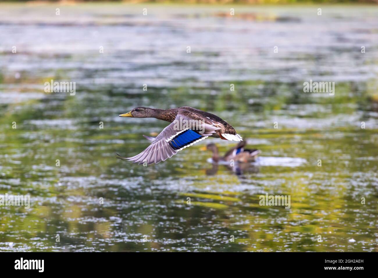 Mallard ducks in flight over lake. Genus species Anas platyrhynchos ...