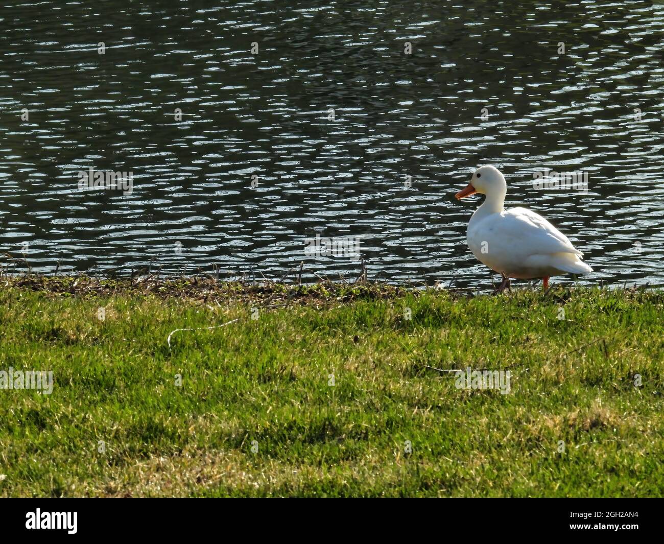 White Duck on Pond Bank: Aa white duck stands on the bank in the grass ...
