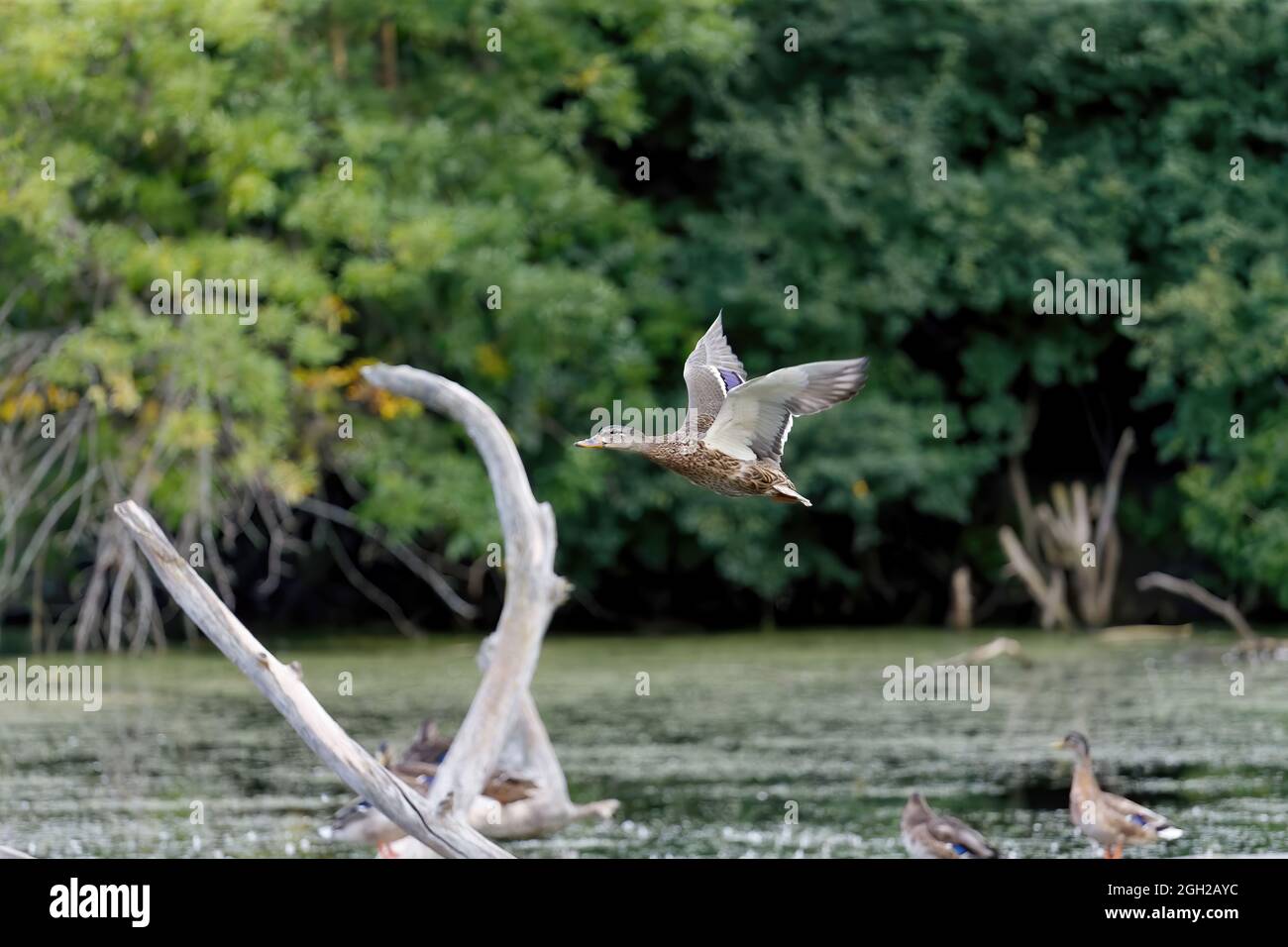 Mallard ducks in flight over lake. Genus species Anas platyrhynchos ...