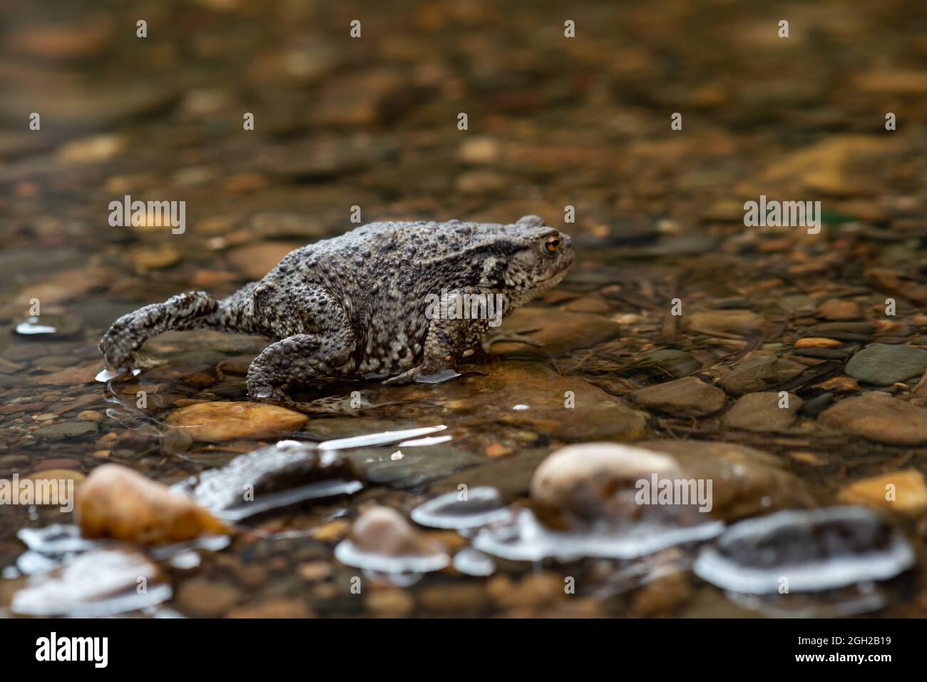 gray european toad walking in shallow water close-up outdoor Stock ...