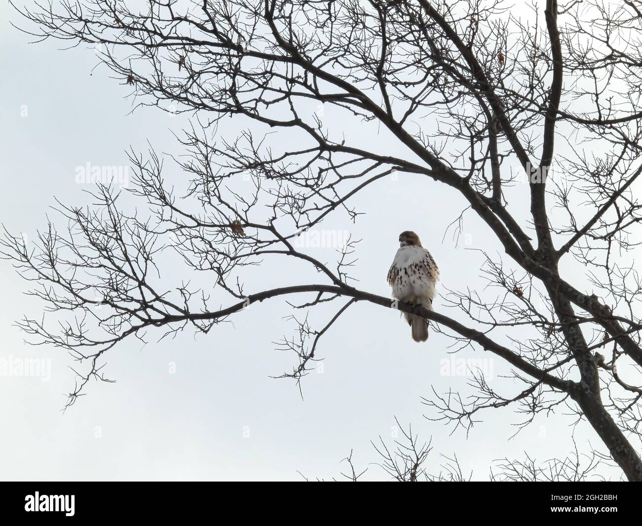 Red-Tailed Hawk Perched in Tree: A red-tailed hawk perched in a tree ...