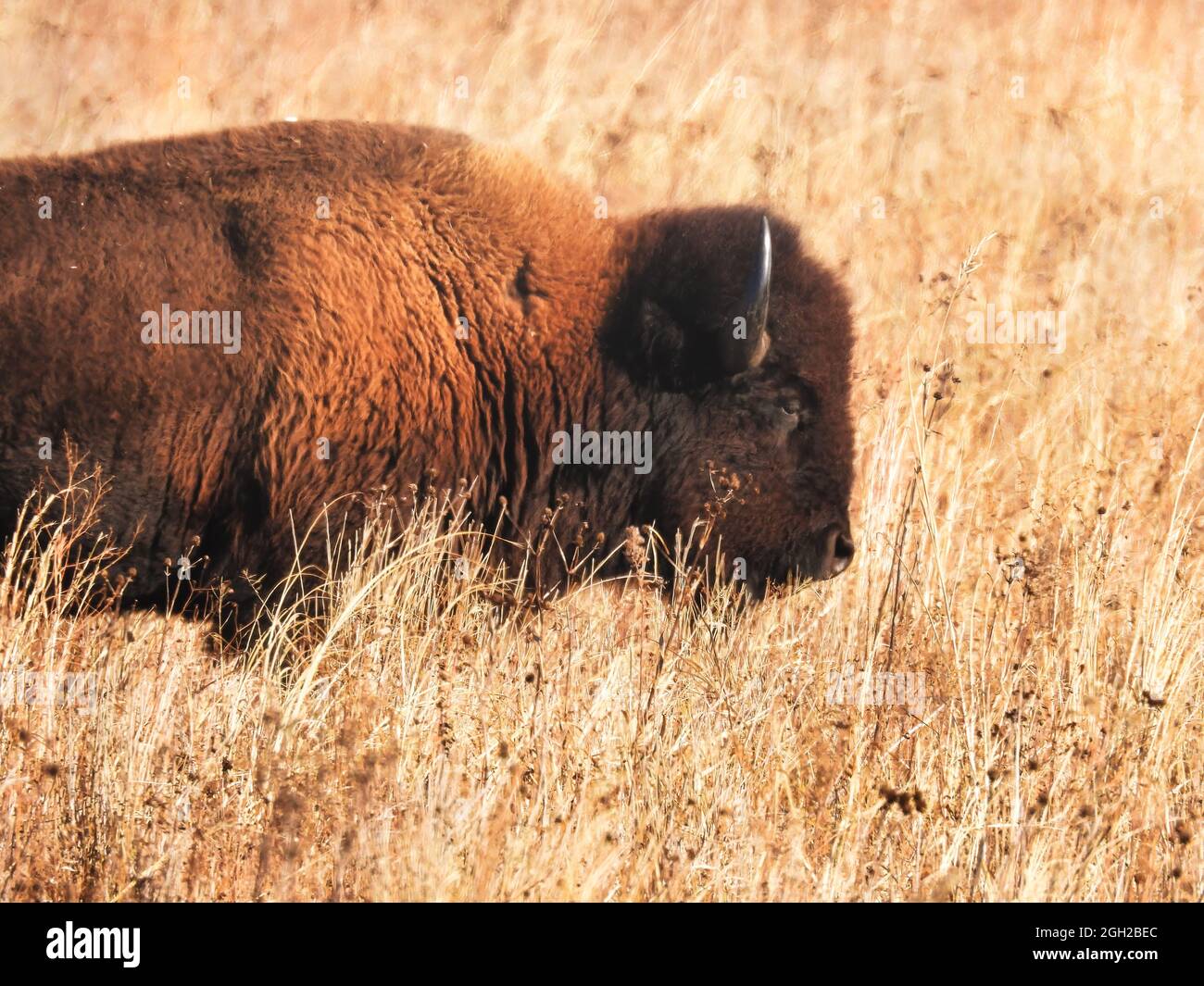 Buffalo in the Field: An American bison walks through brown vegetation ...