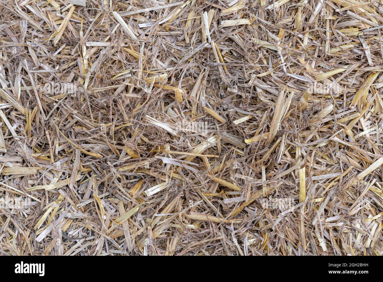 Detail photo of a straw bale in a cattle barn on a dairy farm in the ...