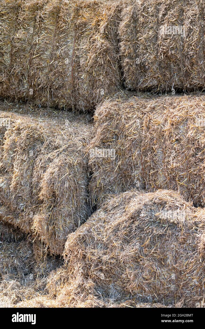 Straw bales stacked in a barn on a dairy farm in the Netherlands Stock ...