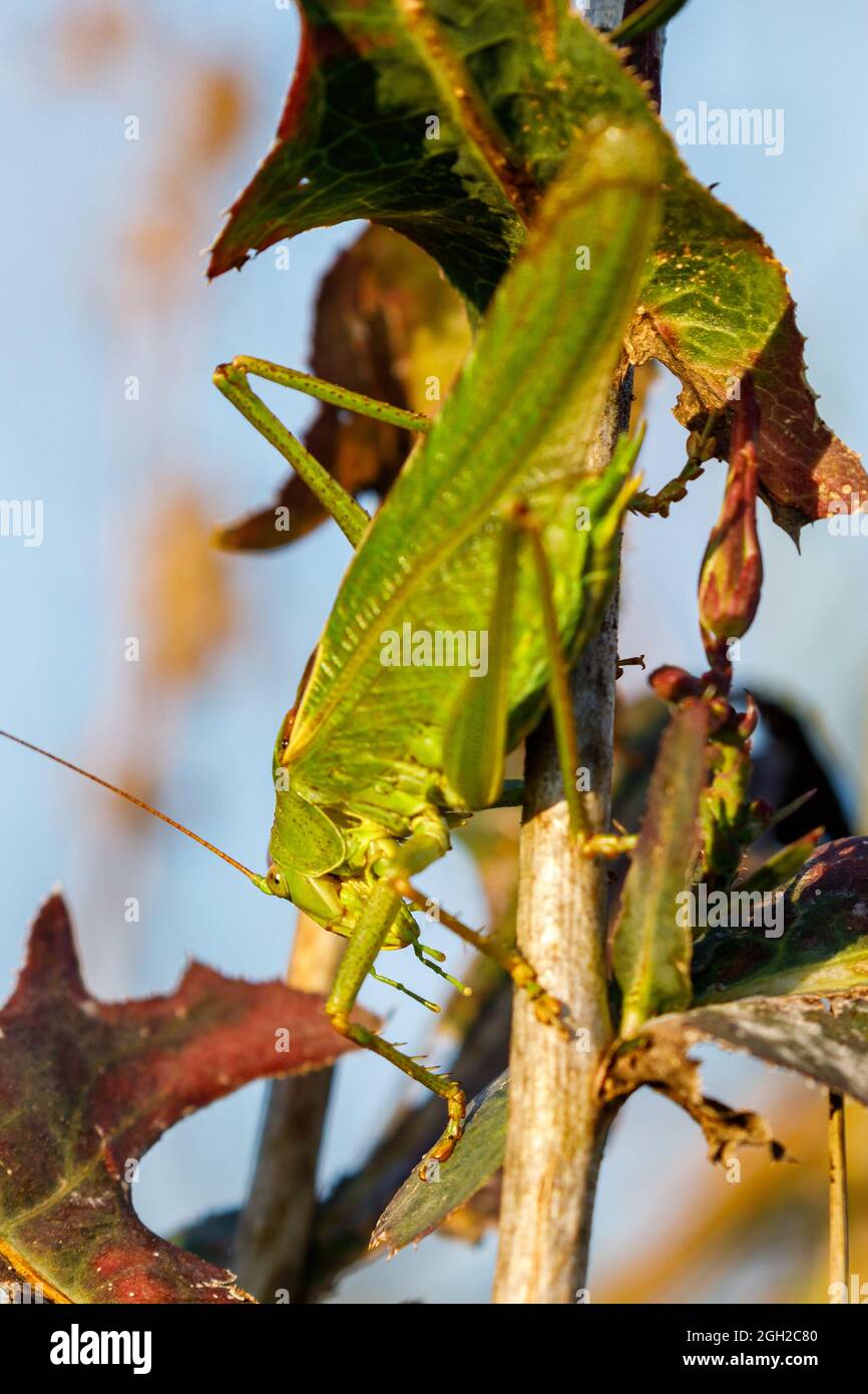 Big green locust male hi-res stock photography and images - Alamy