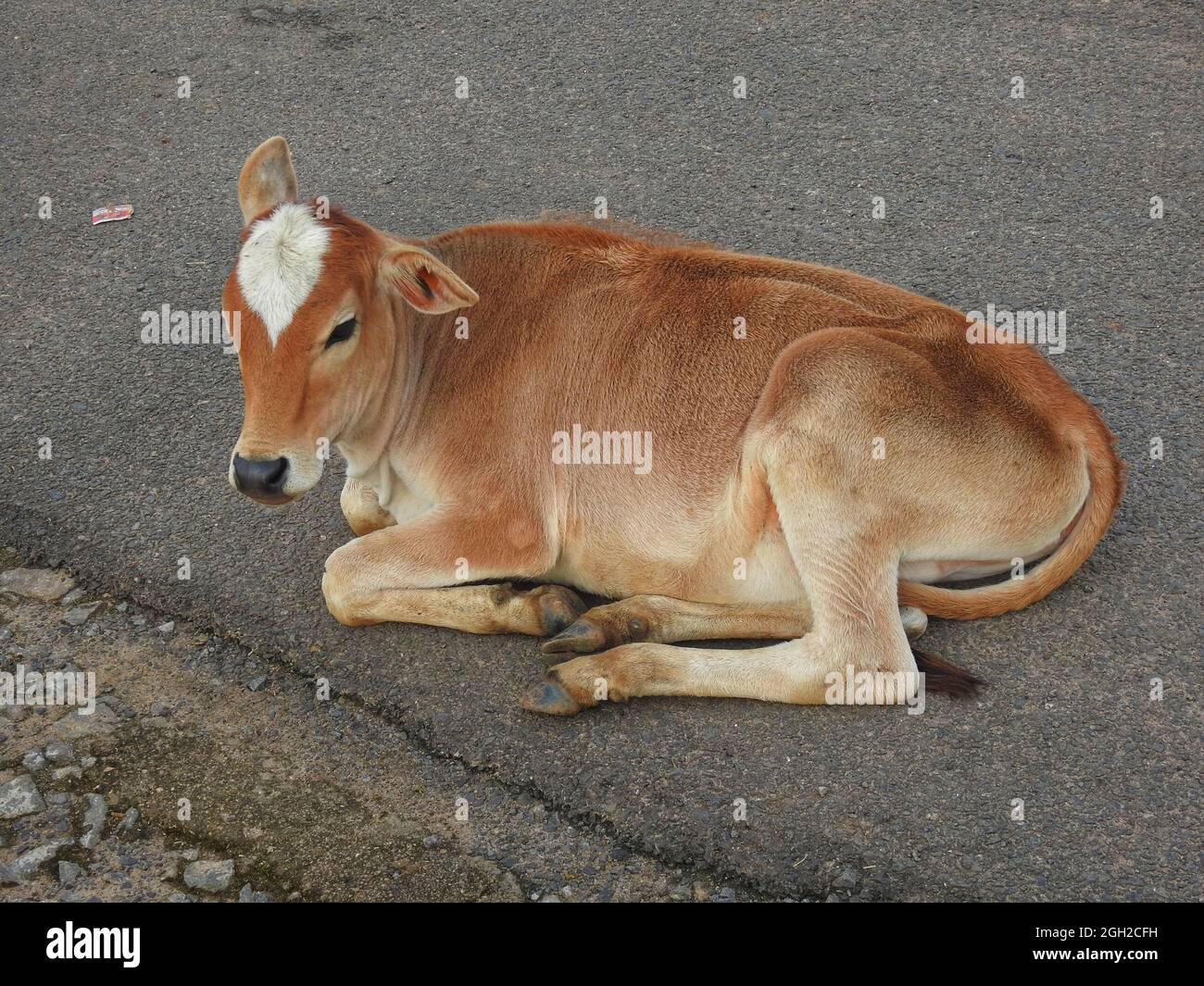 Closeup shot of a brown cow lying on the concrete surface Stock Photo ...