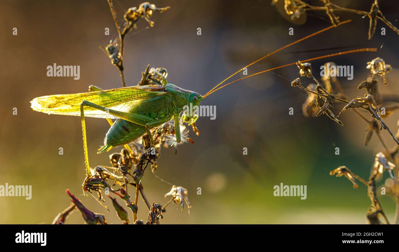 Big green locust male hi-res stock photography and images - Alamy