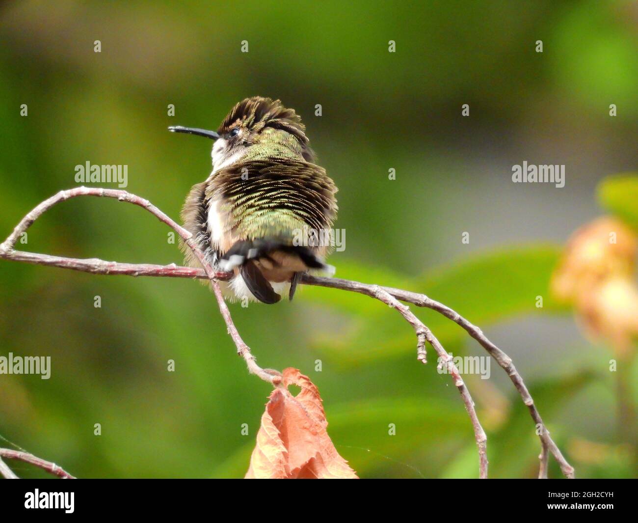 Fluffed Out Ruby Throated Hummingbird Sitting on Tree Branch Stock ...