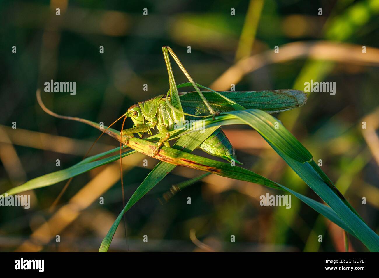 A green big bush cricket Stock Photo - Alamy