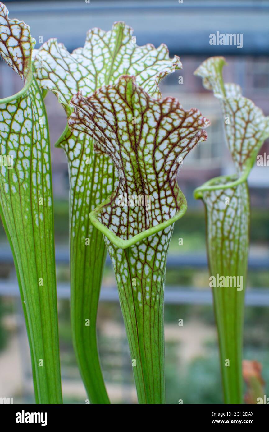 Botanical collection, different Carnivorous plants which trapping and ...