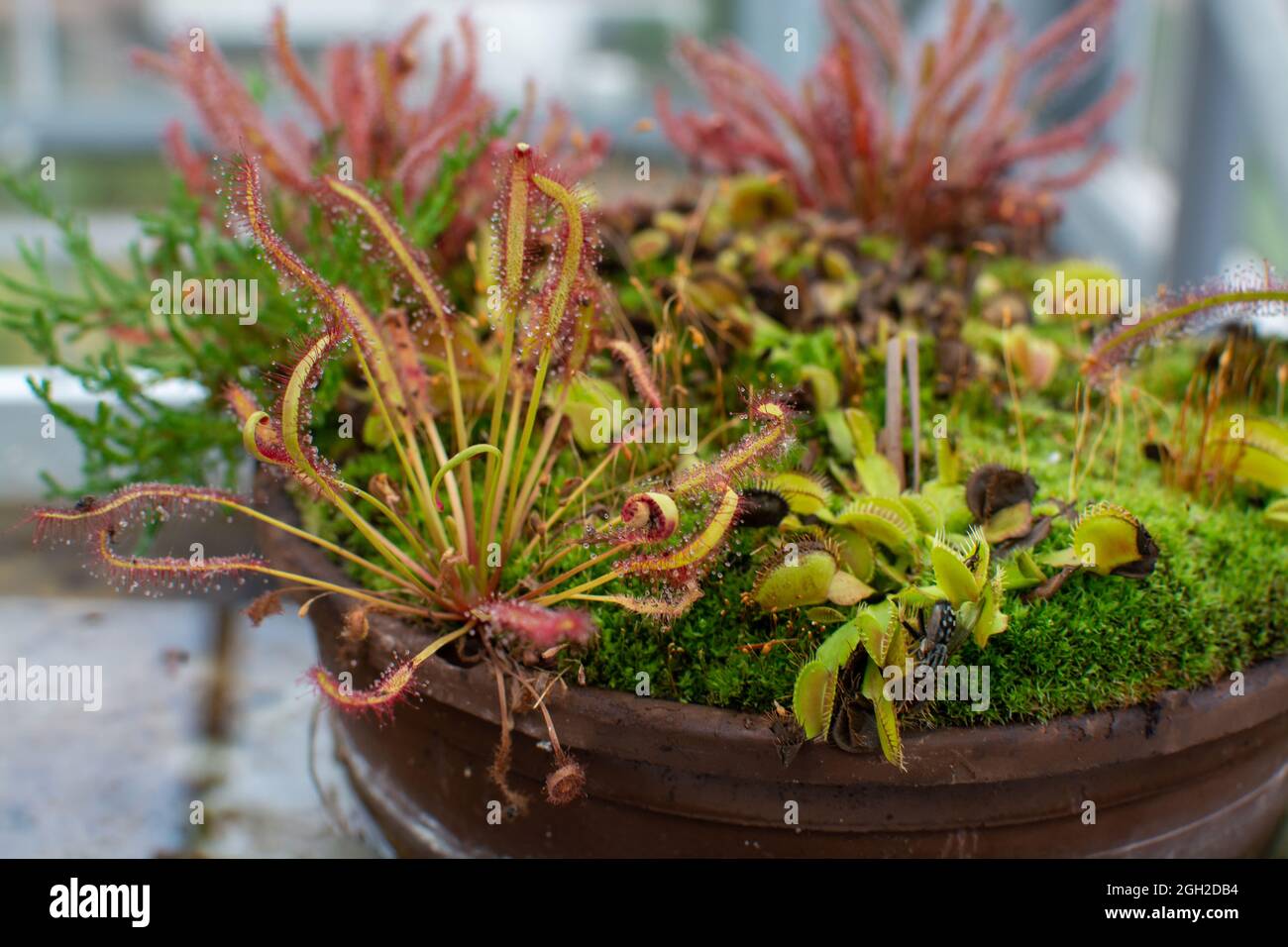 Botanical collection, different Carnivorous plants which trapping and ...