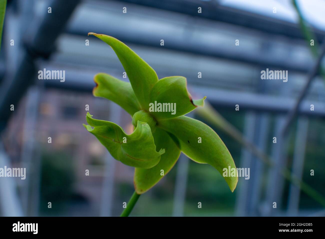 Botanical collection, different Carnivorous plants which trapping and ...