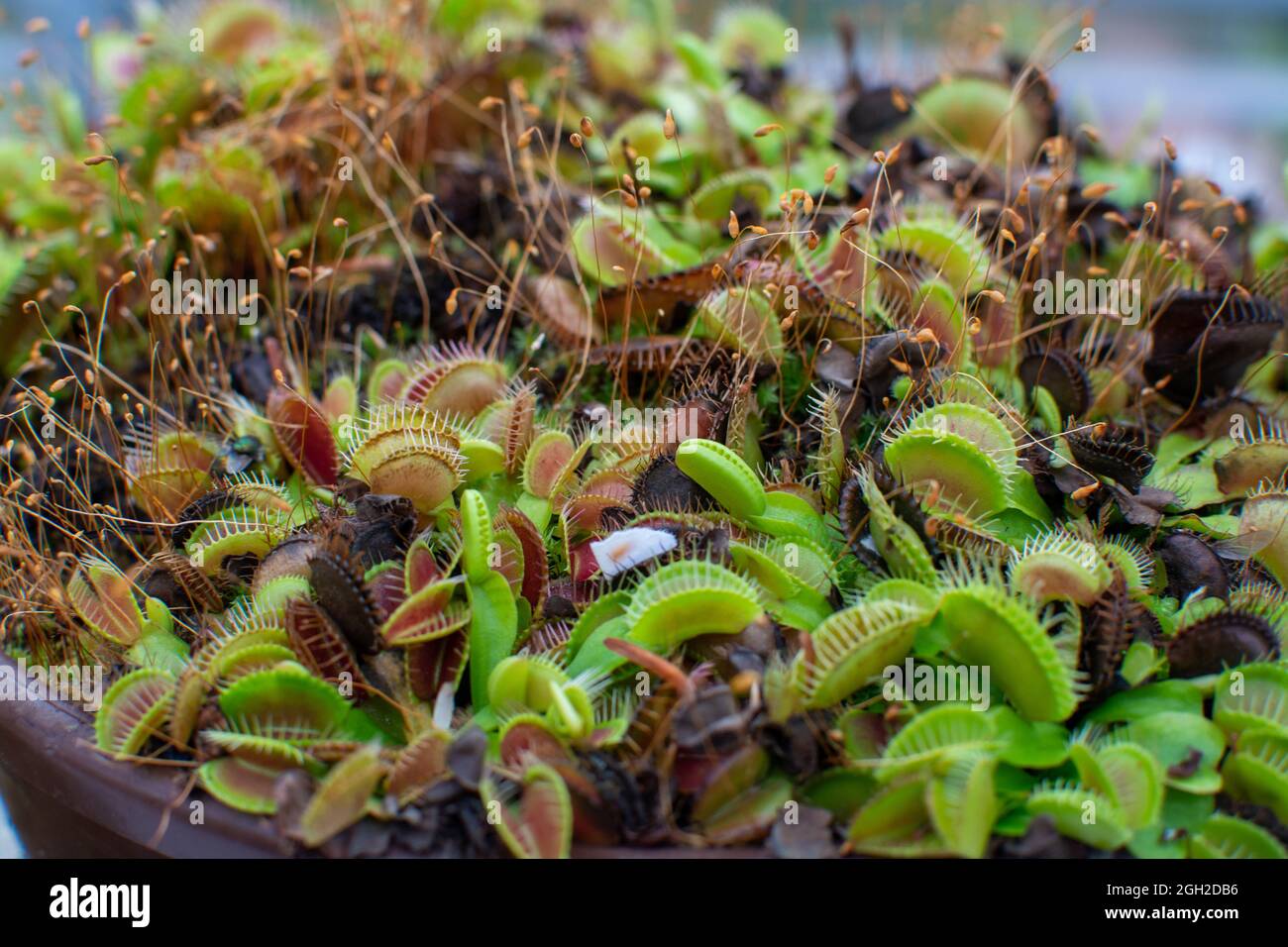 Botanical collection, different Carnivorous plants which trapping and ...