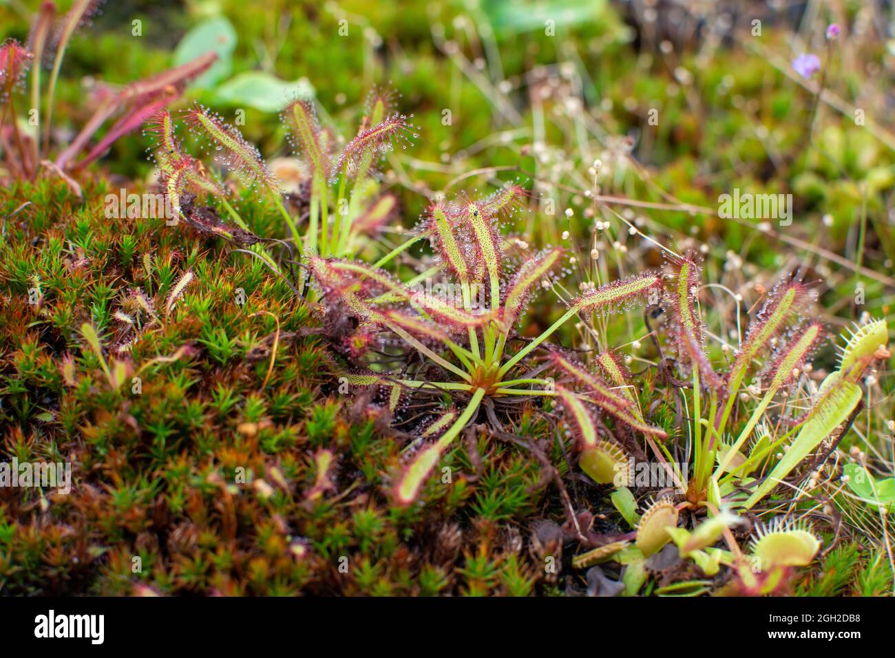 Botanical collection, different Carnivorous plants which trapping and ...