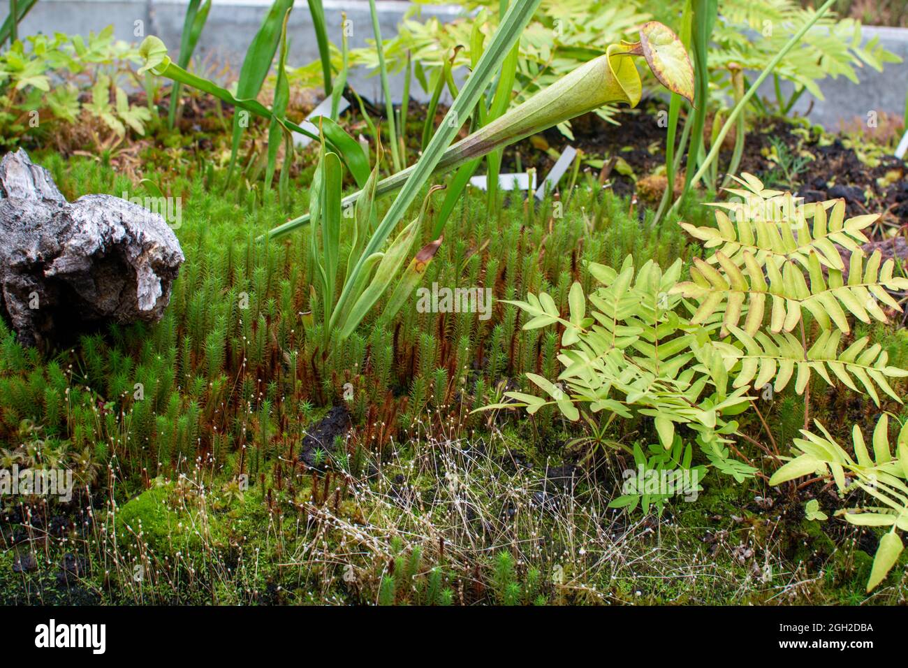 Botanical collection, different Carnivorous plants which trapping and ...