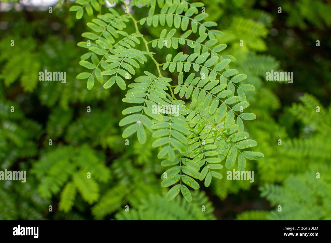 Botanical collection, green leaves of tropical tamarindus indica tree ...