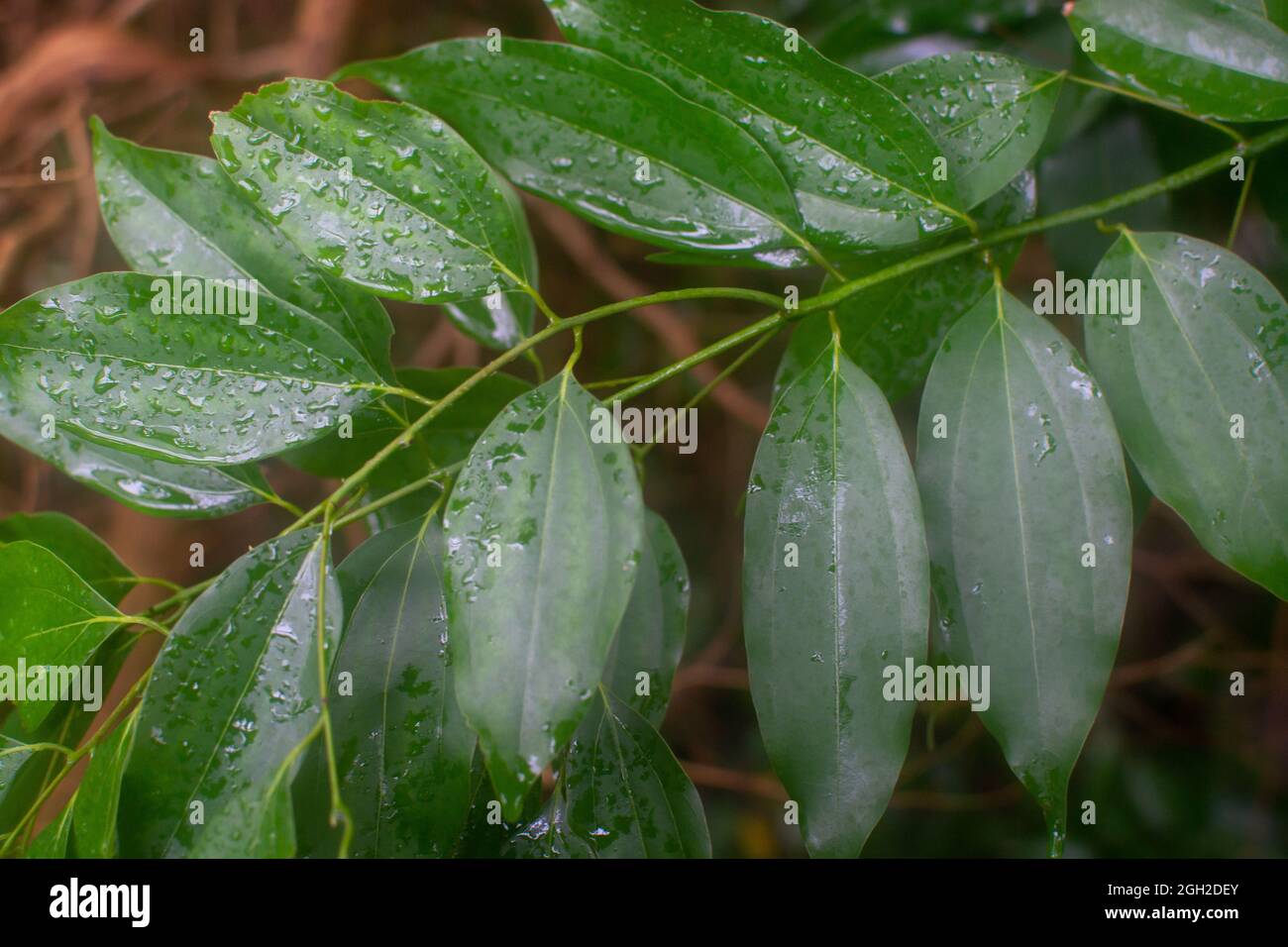 Botanical collection, Cinnamomum, wet leaves of green tropical ...