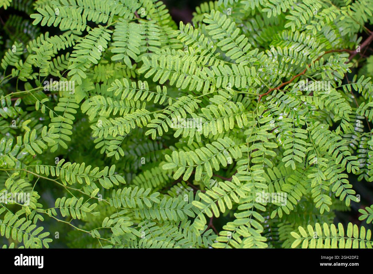 Botanical collection, green leaves of tropical tamarindus indica tree ...