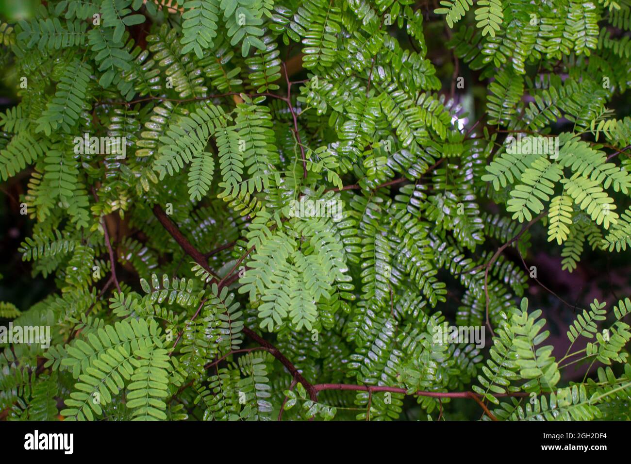 Botanical collection, green leaves of tropical tamarindus indica tree ...
