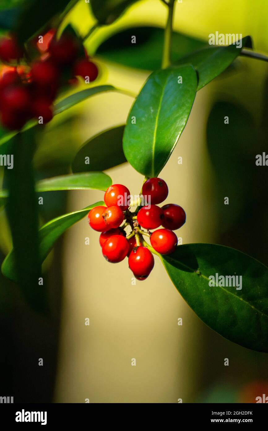 Red ripe berries of ilex aquifolium plant in autumn Stock Photo - Alamy