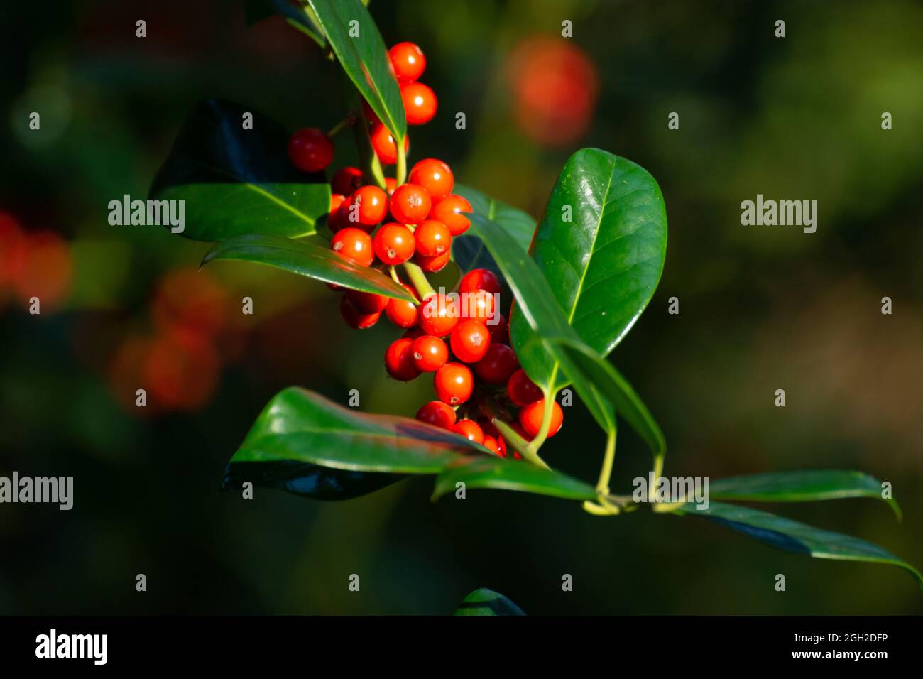 Red ripe berries of ilex aquifolium plant in autumn Stock Photo - Alamy