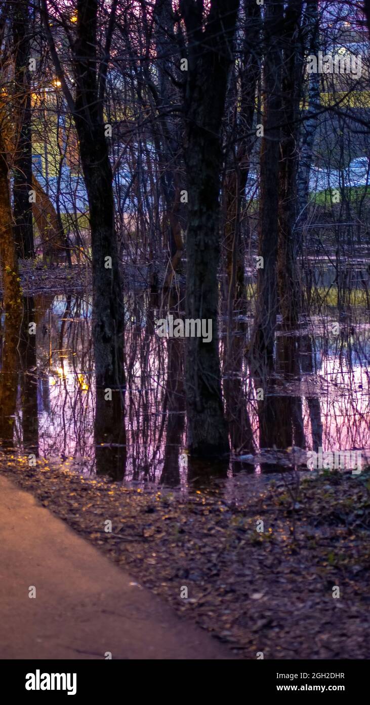 Puddle in the forest hi-res stock photography and images - Alamy