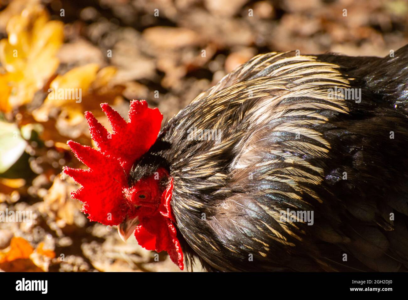 Free range keeping of rosters and hens outdoor on the bio farm Stock ...