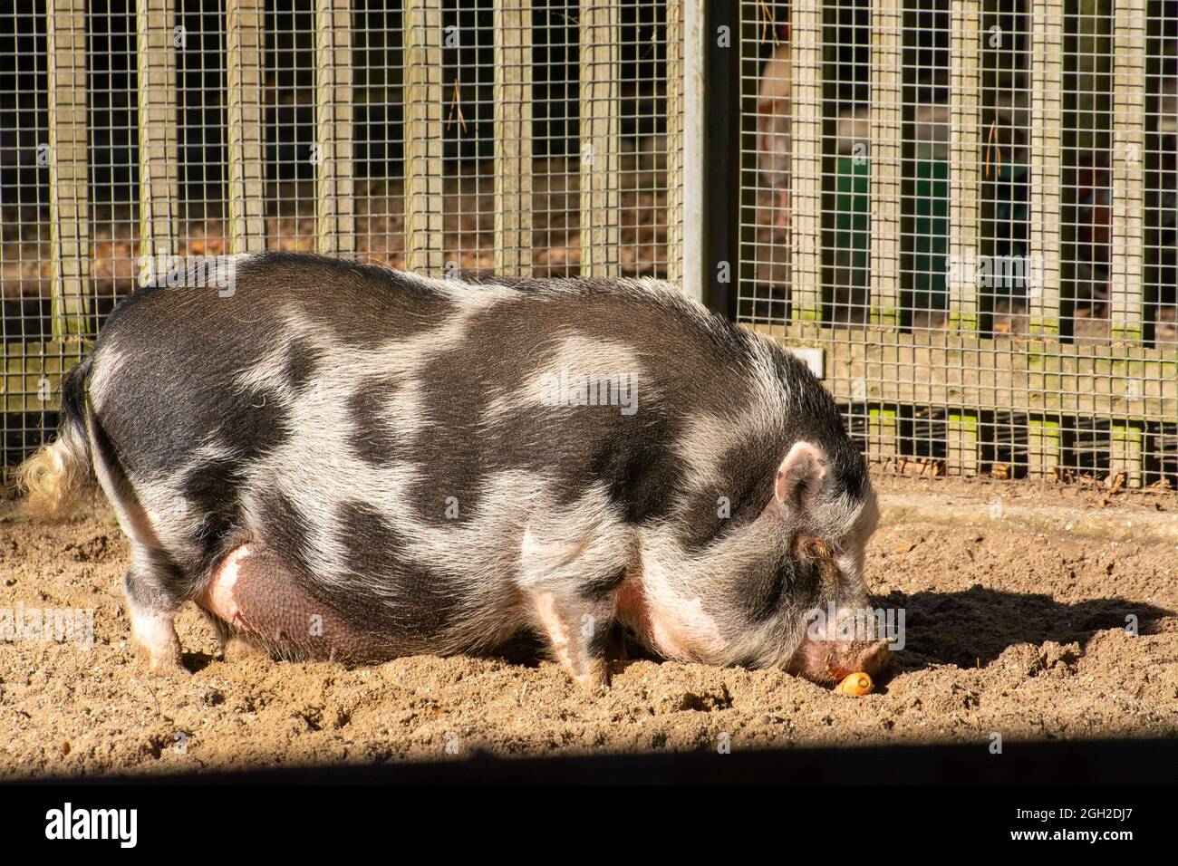 Adult female pig animal digging in sand on farm Stock Photo - Alamy