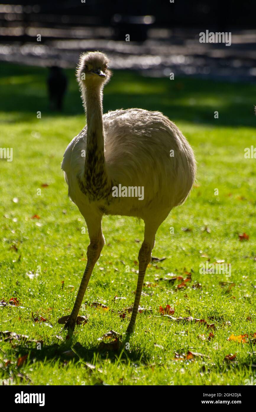 Young white ostrich birds leaving on Dutch farm Stock Photo - Alamy