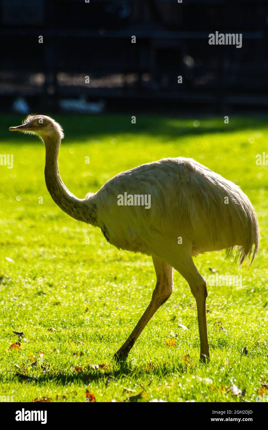 Young white ostrich birds leaving on Dutch farm Stock Photo - Alamy