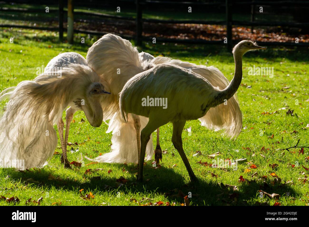 Young white ostrich birds leaving on Dutch farm Stock Photo - Alamy