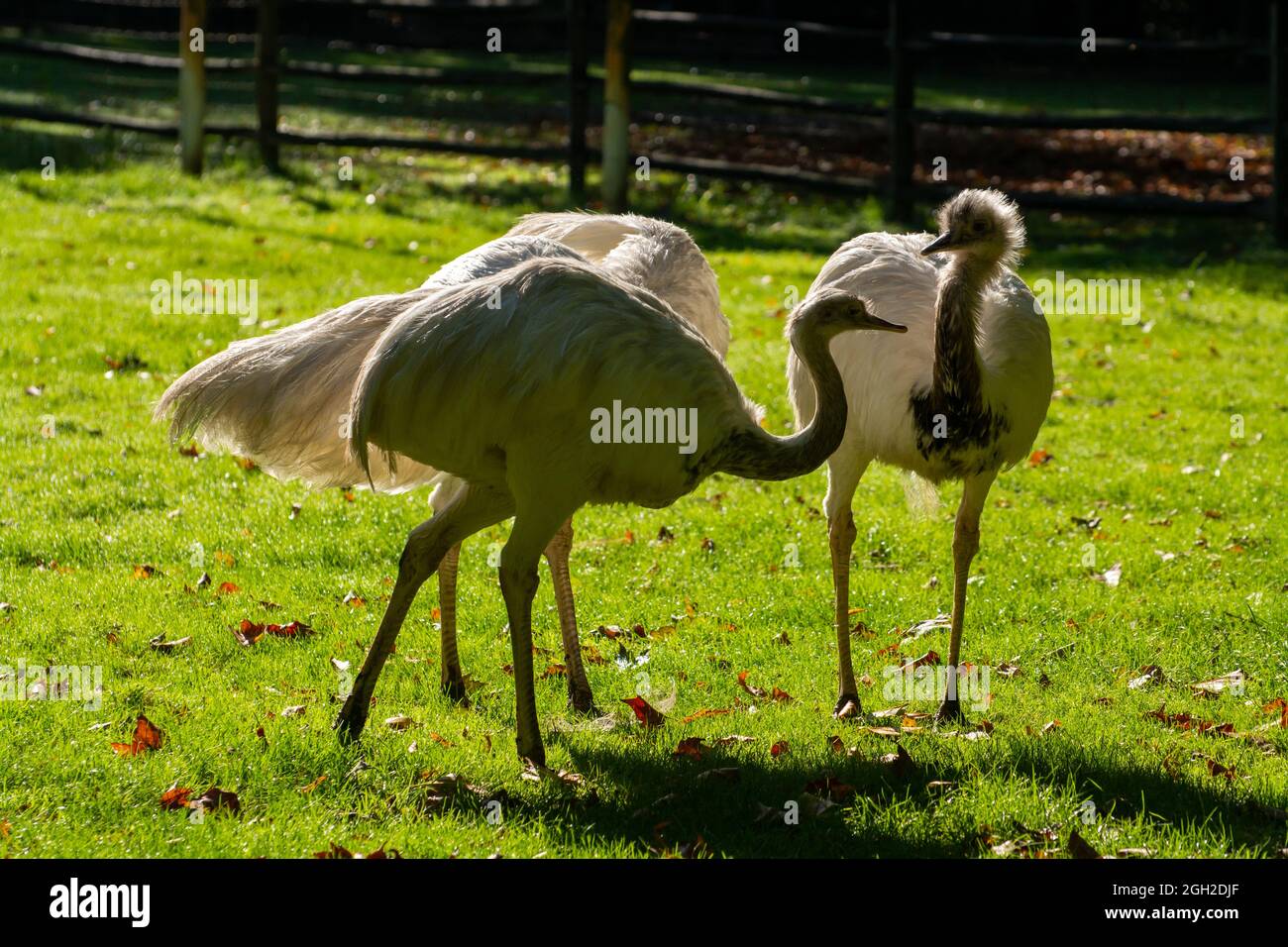 Young white ostrich birds leaving on Dutch farm Stock Photo - Alamy
