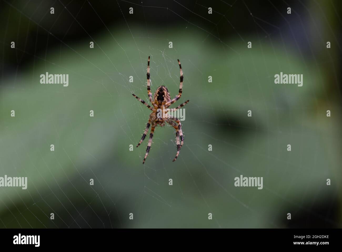 Close up images of insects hi-res stock photography and images - Alamy