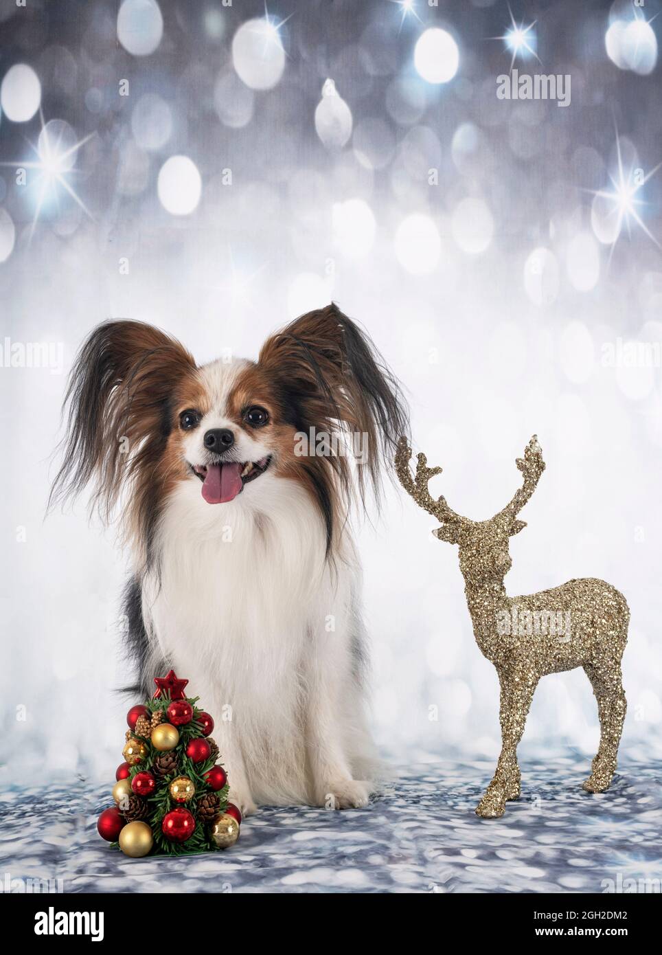 papillon dog in front of christmas background Stock Photo - Alamy