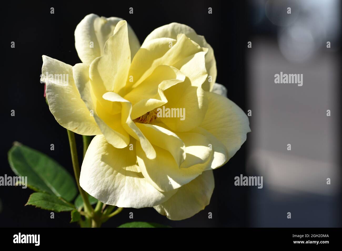 A beautiful pretty yellow garden rose Stock Photo - Alamy