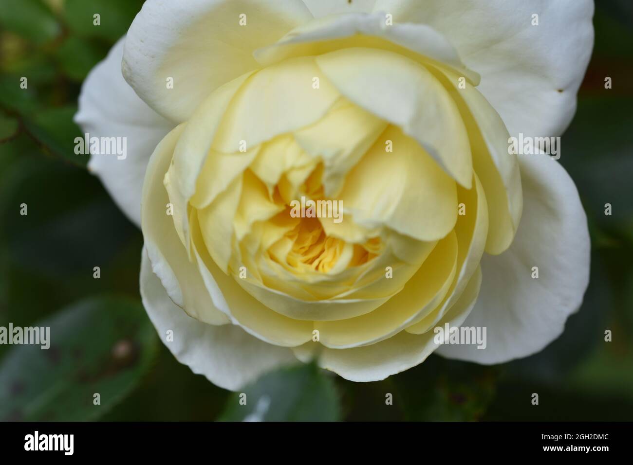 A beautiful pretty yellow garden rose Stock Photo - Alamy
